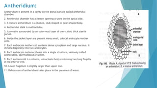 Riccia Bryophytes presentation | PDF