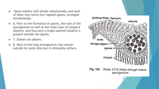 Riccia | PPTX