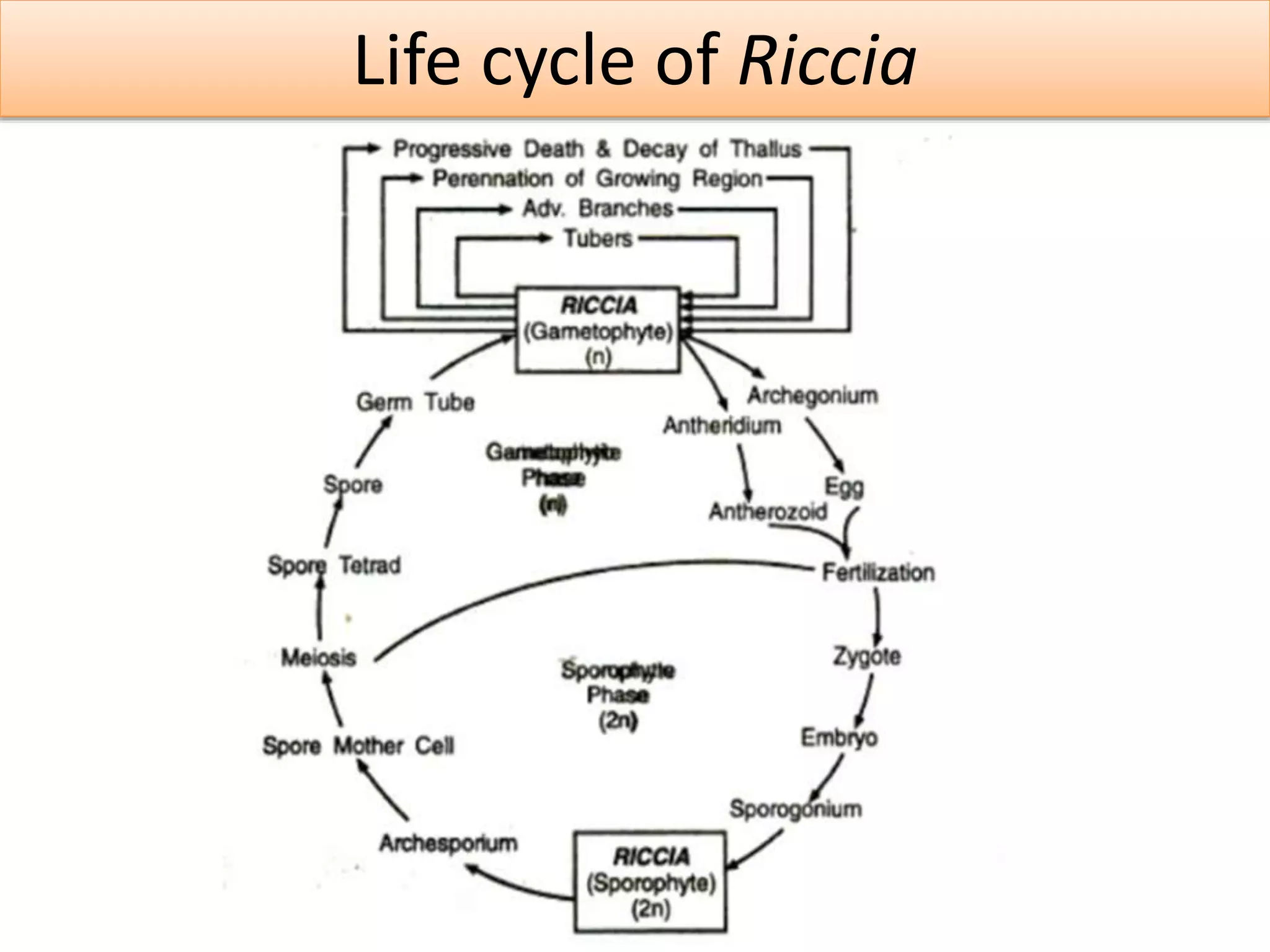 Riccia | PPTX