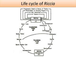 Riccia | PPTX