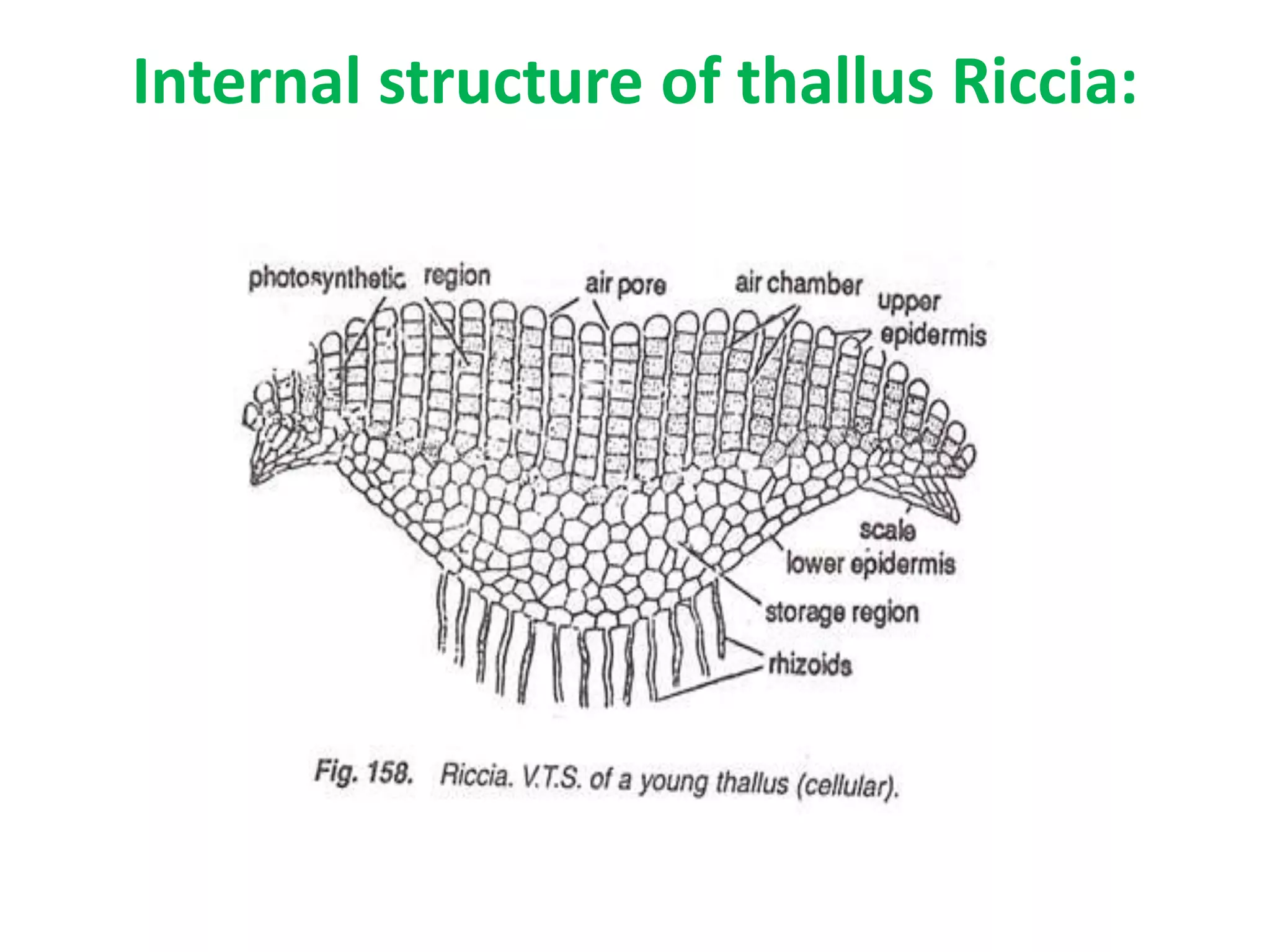 Riccia | PPTX