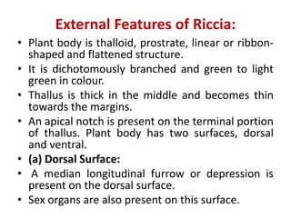Riccia | PPTX