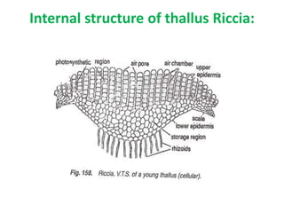 Riccia Diagram
