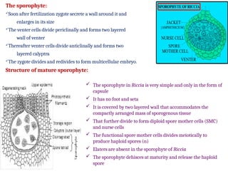 Life cycle of Riccia plant belonging to Class Hepaticopsida.ppt