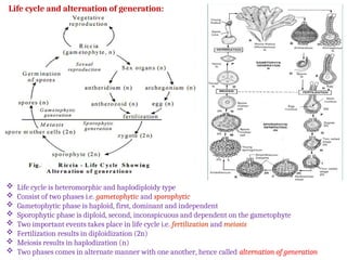 Life cycle of Riccia plant belonging to Class Hepaticopsida.ppt