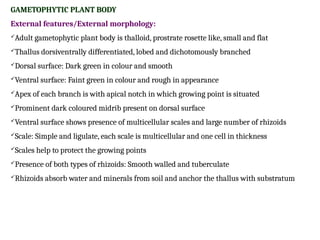 Life cycle of Riccia plant belonging to Class Hepaticopsida.ppt