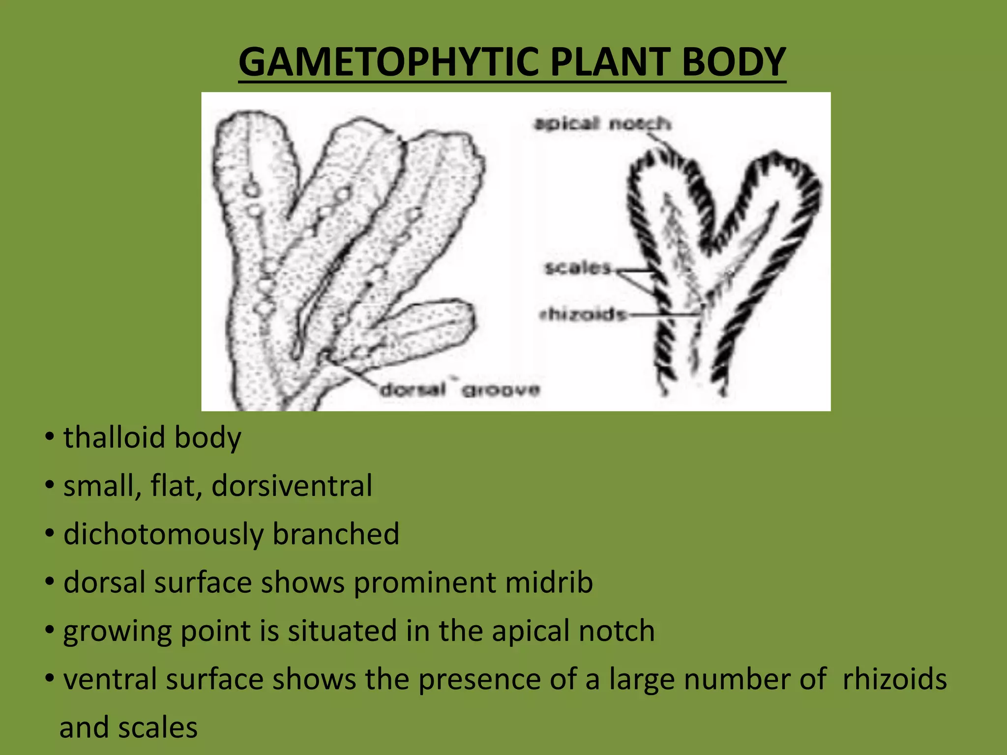 Riccia ppt | PPTX