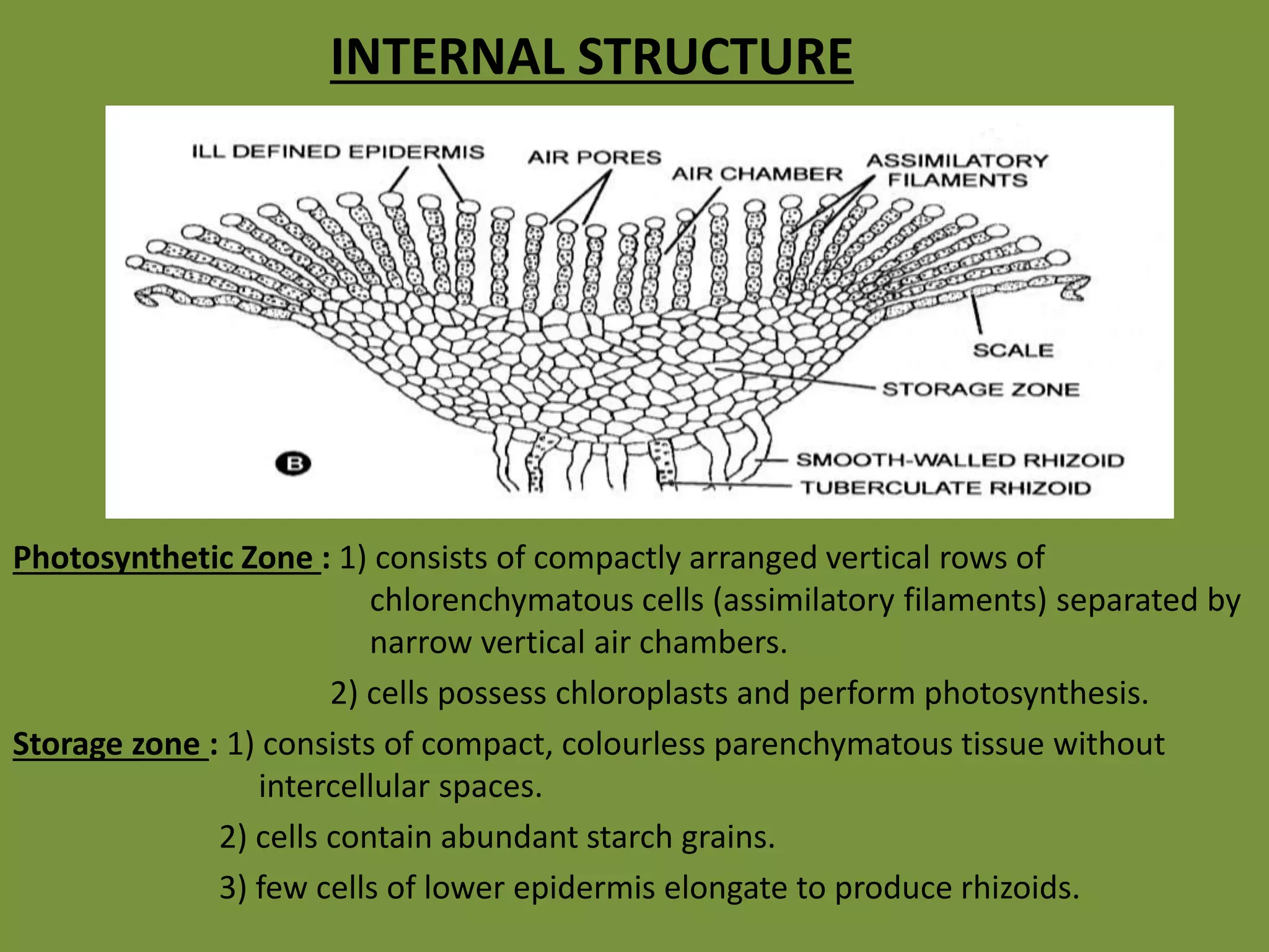 Riccia ppt | PPTX