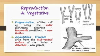 Riccia thallus structure and reproduction | PPTX