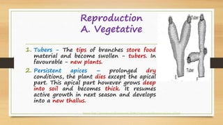 Riccia thallus structure and reproduction | PPTX