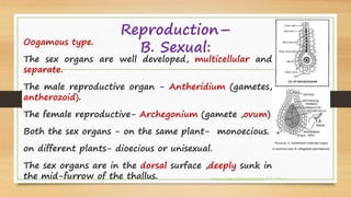 Riccia thallus structure and reproduction | PPTX