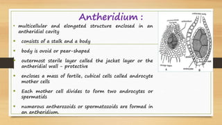 Riccia thallus structure and reproduction | PPTX | Gardening | Home ...