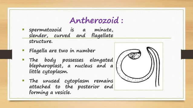 Riccia thallus structure and reproduction | PPTX | Gardening | Home ...