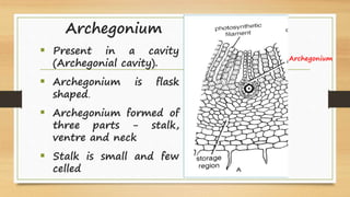 Riccia thallus structure and reproduction | PPTX