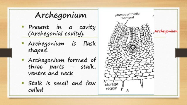 Riccia thallus structure and reproduction | PPTX | Gardening | Home ...