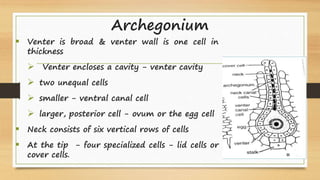 Riccia thallus structure and reproduction | PPTX