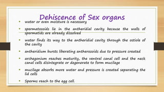 Riccia thallus structure and reproduction | PPTX