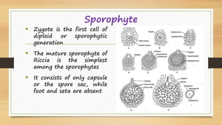 Riccia thallus structure and reproduction | PPTX