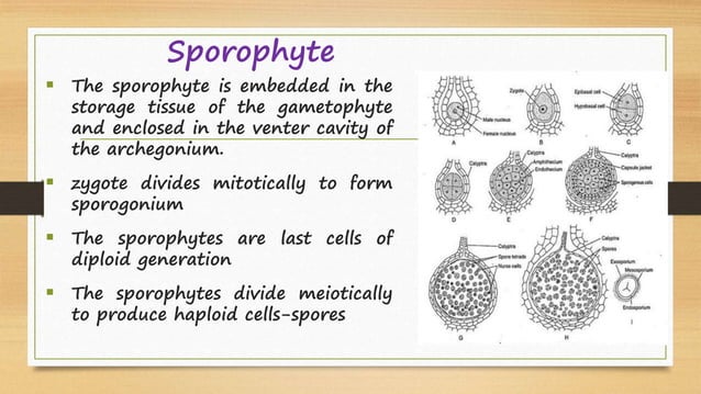 Riccia thallus structure and reproduction | PPTX | Gardening | Home ...