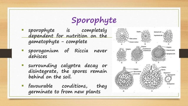Riccia thallus structure and reproduction | PPTX | Gardening | Home ...