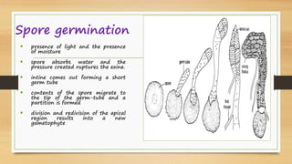 Riccia thallus structure and reproduction | PPTX