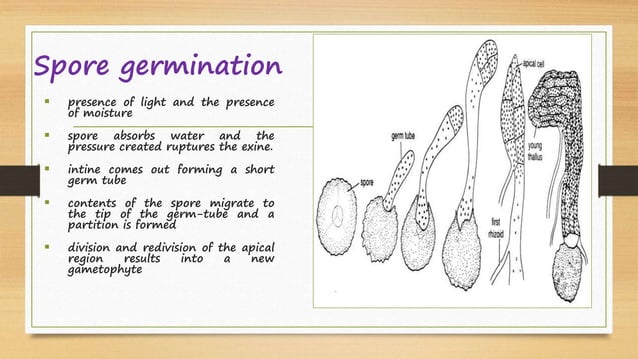 Riccia thallus structure and reproduction | PPTX | Gardening | Home ...