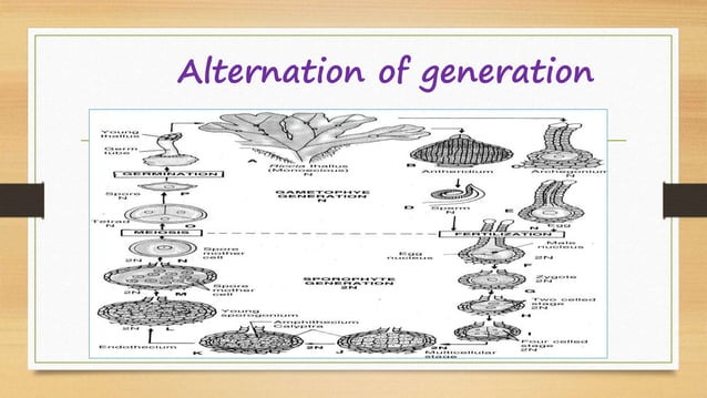 Riccia thallus structure and reproduction | PPTX | Gardening | Home ...