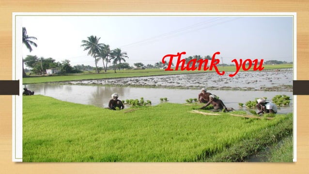 Riccia thallus structure and reproduction | PPTX | Gardening | Home ...