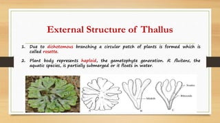 Riccia thallus structure and reproduction | PPTX | Gardening | Home ...