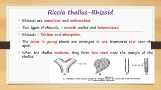 Riccia thallus structure and reproduction | PPTX