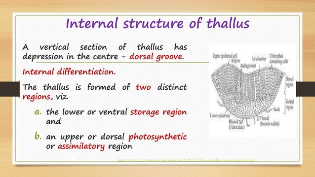 Riccia thallus structure and reproduction | PPTX | Gardening | Home ...