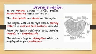 Riccia thallus structure and reproduction | PPTX