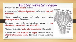 Riccia thallus structure and reproduction | PPTX