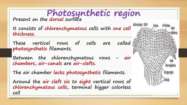 Riccia thallus structure and reproduction | PPTX | Gardening | Home ...