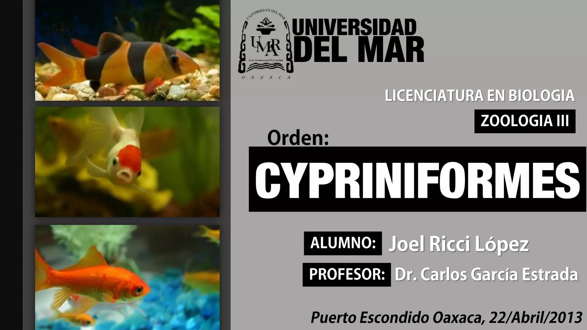 Peces Óseos: Orden Cypriniformes (Carpas) | PDF