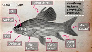 Peces Óseos: Orden Cypriniformes (Carpas) | PDF