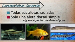 Peces Óseos: Orden Cypriniformes (Carpas) | PDF