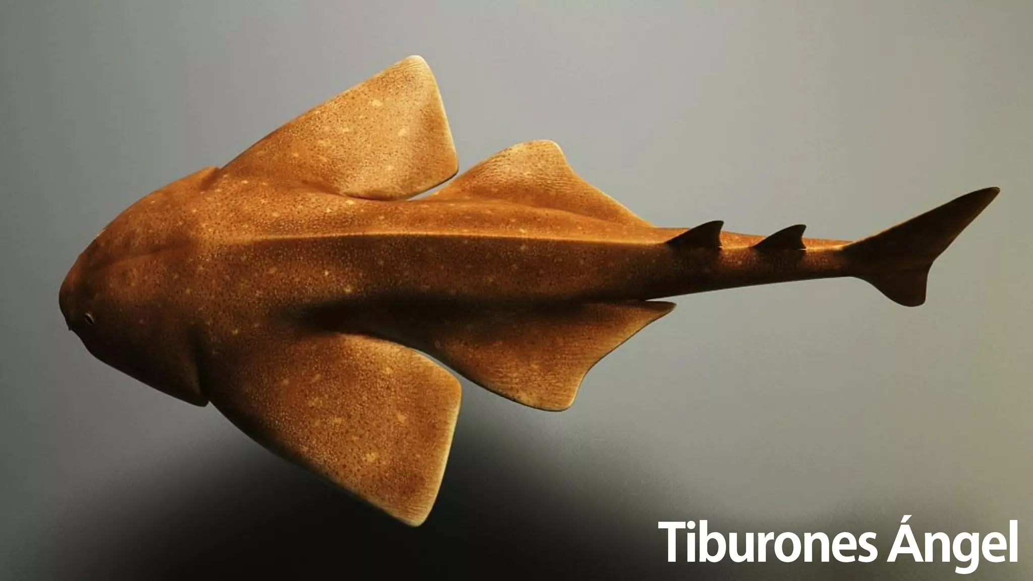 Tiburones Ángel: Squatiniformes | PDF