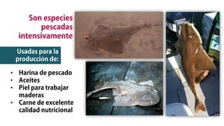 Tiburones Ángel: Squatiniformes | PDF