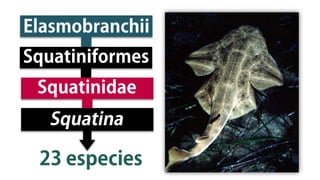 Tiburones Ángel: Squatiniformes | PDF