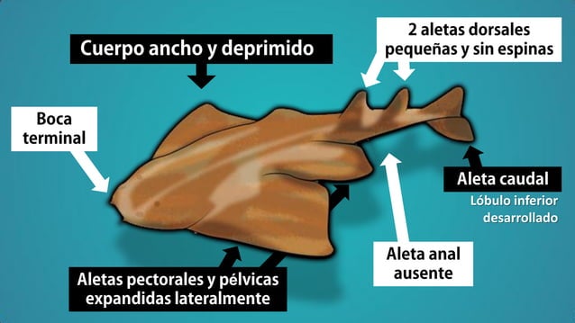 Tiburones Ángel: Squatiniformes | PDF