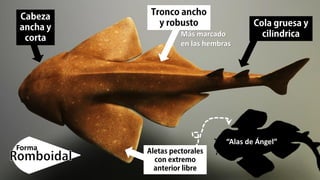 Tiburones Ángel: Squatiniformes | PDF
