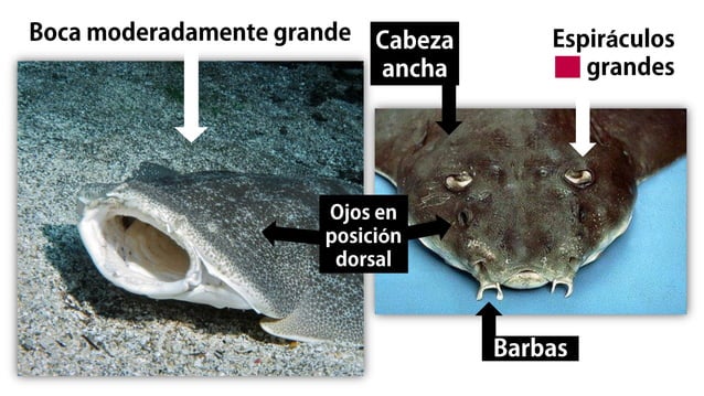 Tiburones Ángel: Squatiniformes | PDF