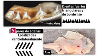 Tiburones Ángel: Squatiniformes | PDF