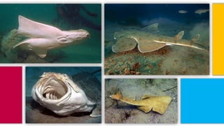 Tiburones Ángel: Squatiniformes | PDF