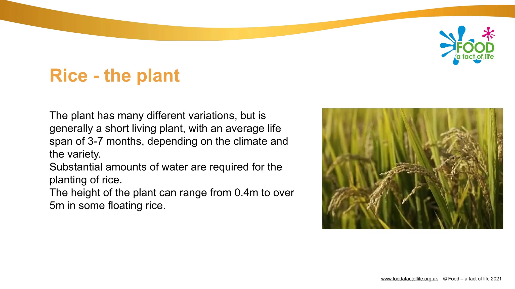 rice-1114pptfc.pptx.full about rice plant | PPTX