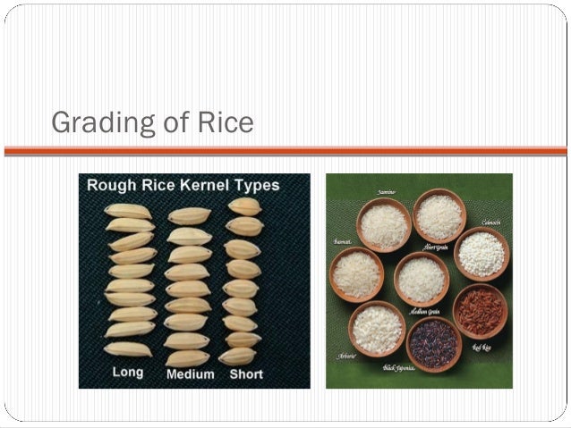 Rice.pptx