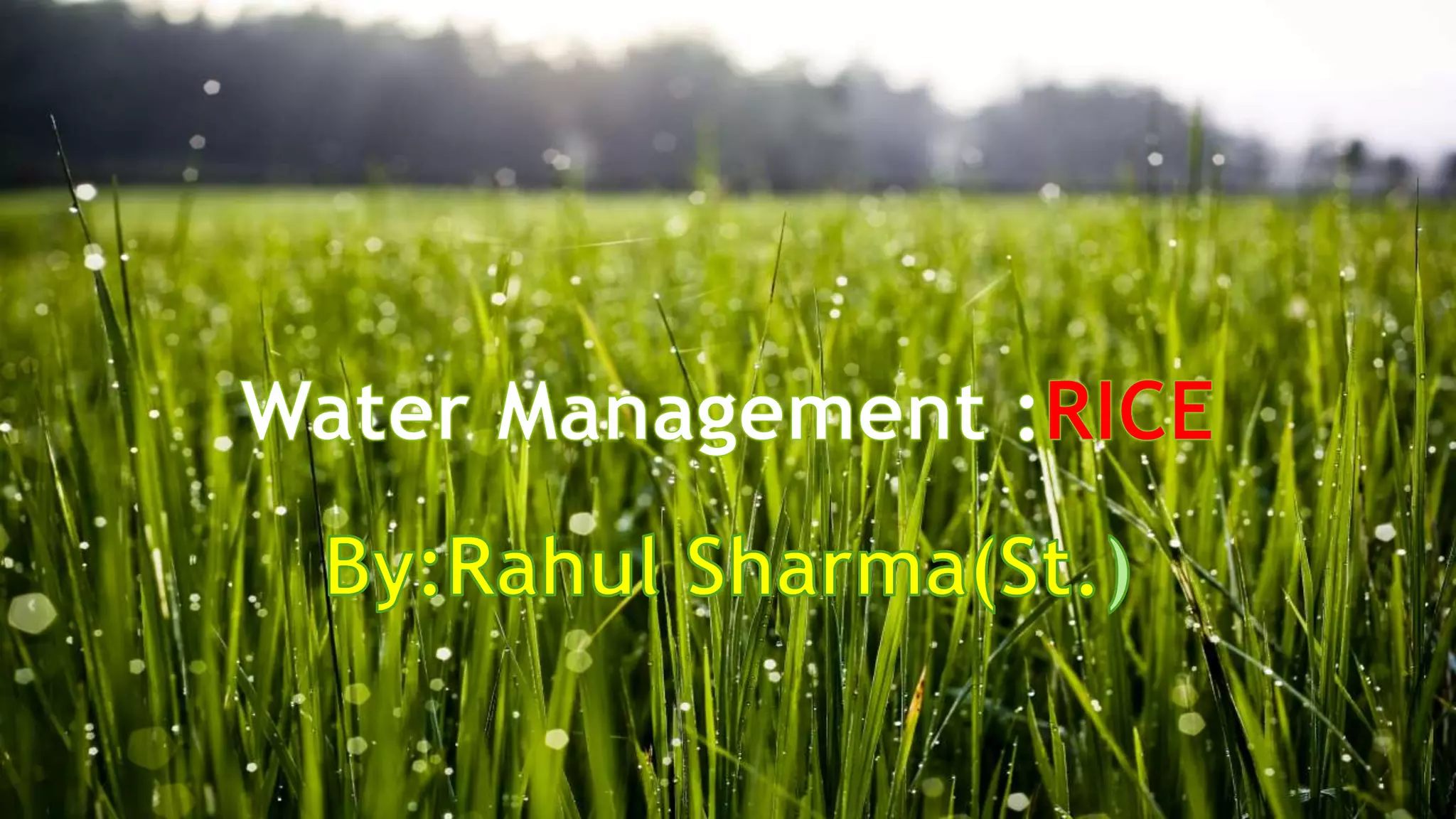 Water Management In Rice... | PPTX