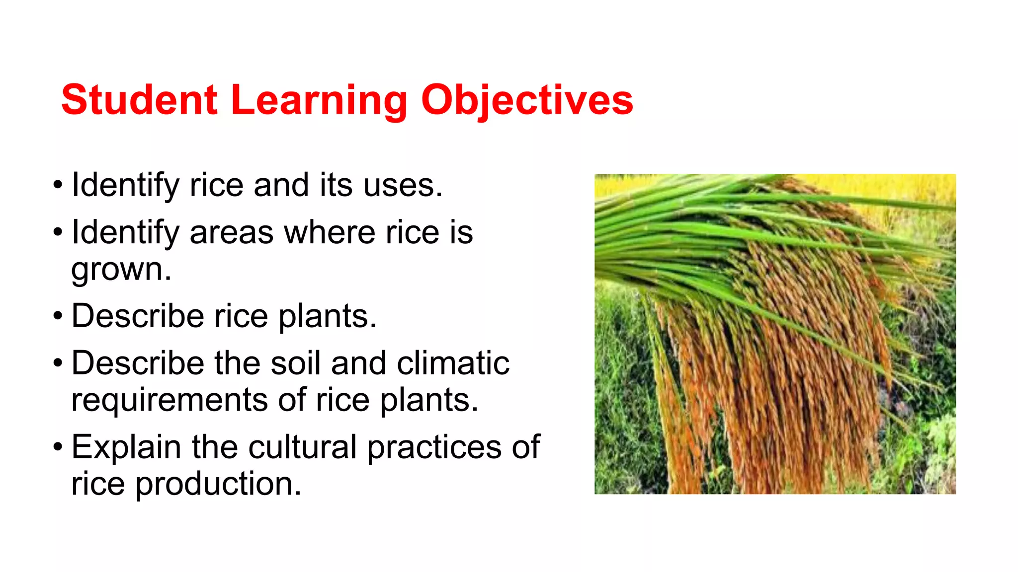 Rice | PDF