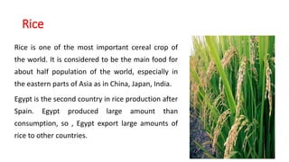 Rice | PDF